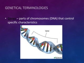 Fundamentals of genetics | PPT