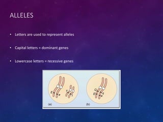 Fundamentals of genetics | PPT