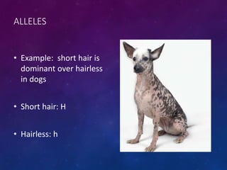 Fundamentals of genetics | PPT