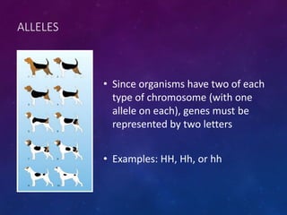 Fundamentals of genetics | PPT