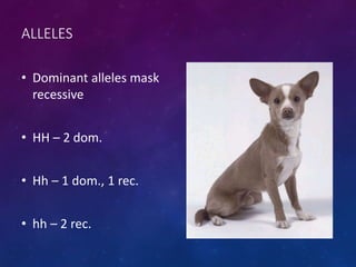 Fundamentals of genetics | PPT