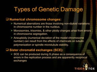 Fundamentals Of Genetic Toxicology In The Pharmaceutical Industry Sept ...