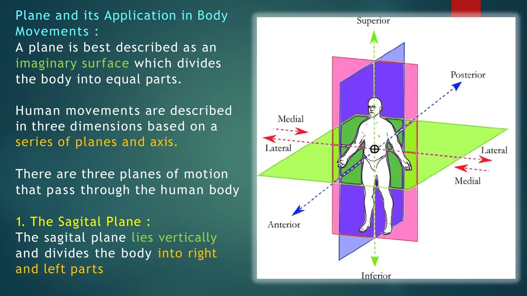 fundamentals of kinesiology and biomechanics in sports 2.0.pptx