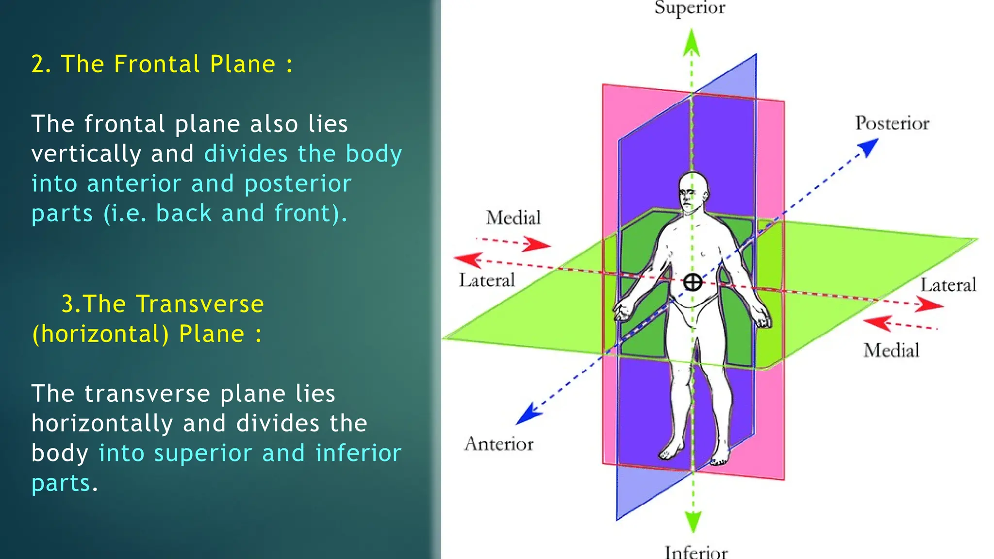 fundamentals of kinesiology and biomechanics in sports 2.0.pptx