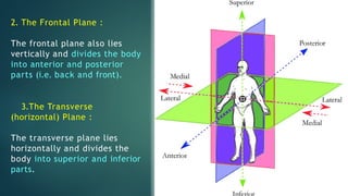 fundamentals of kinesiology and biomechanics in sports 2.0.pptx