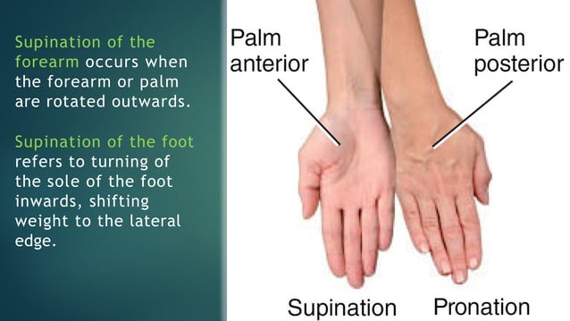 fundamentals of kinesiology and biomechanics in sports 2.0.pptx | Physical Therapy | Wellness