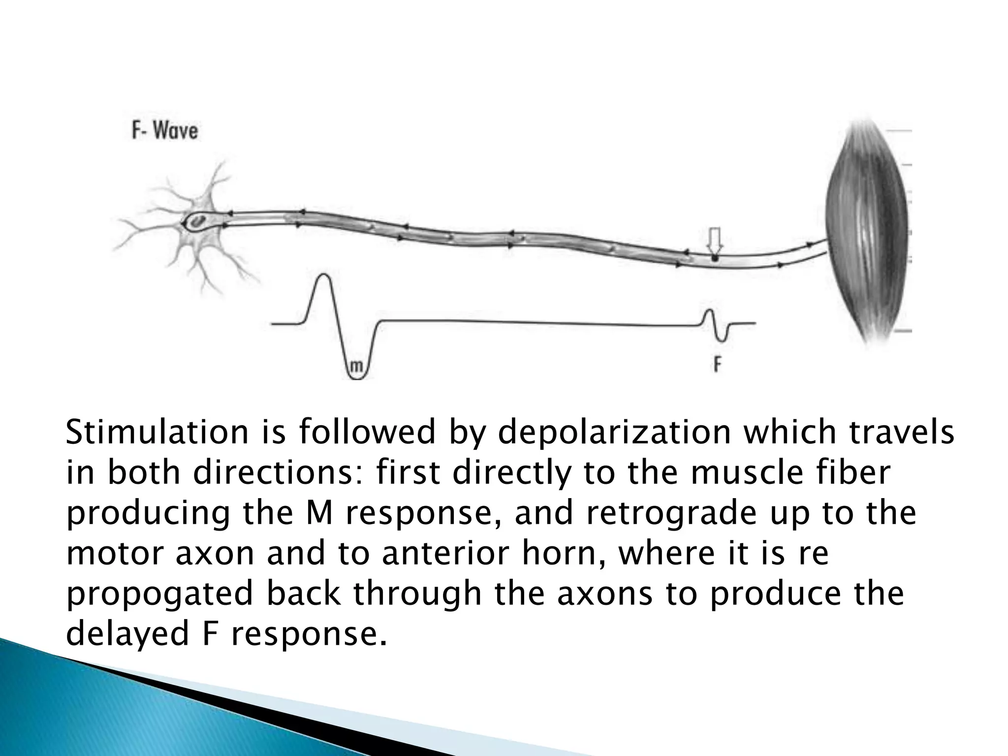 Fundamentals of nerve conduction study | PPTX