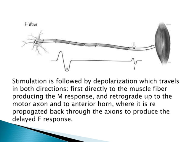 Fundamentals of nerve conduction study | PPTX