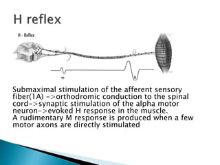 Fundamentals of nerve conduction study | PPTX