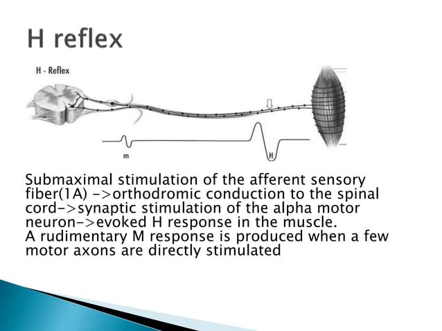 Fundamentals of nerve conduction study | PPTX