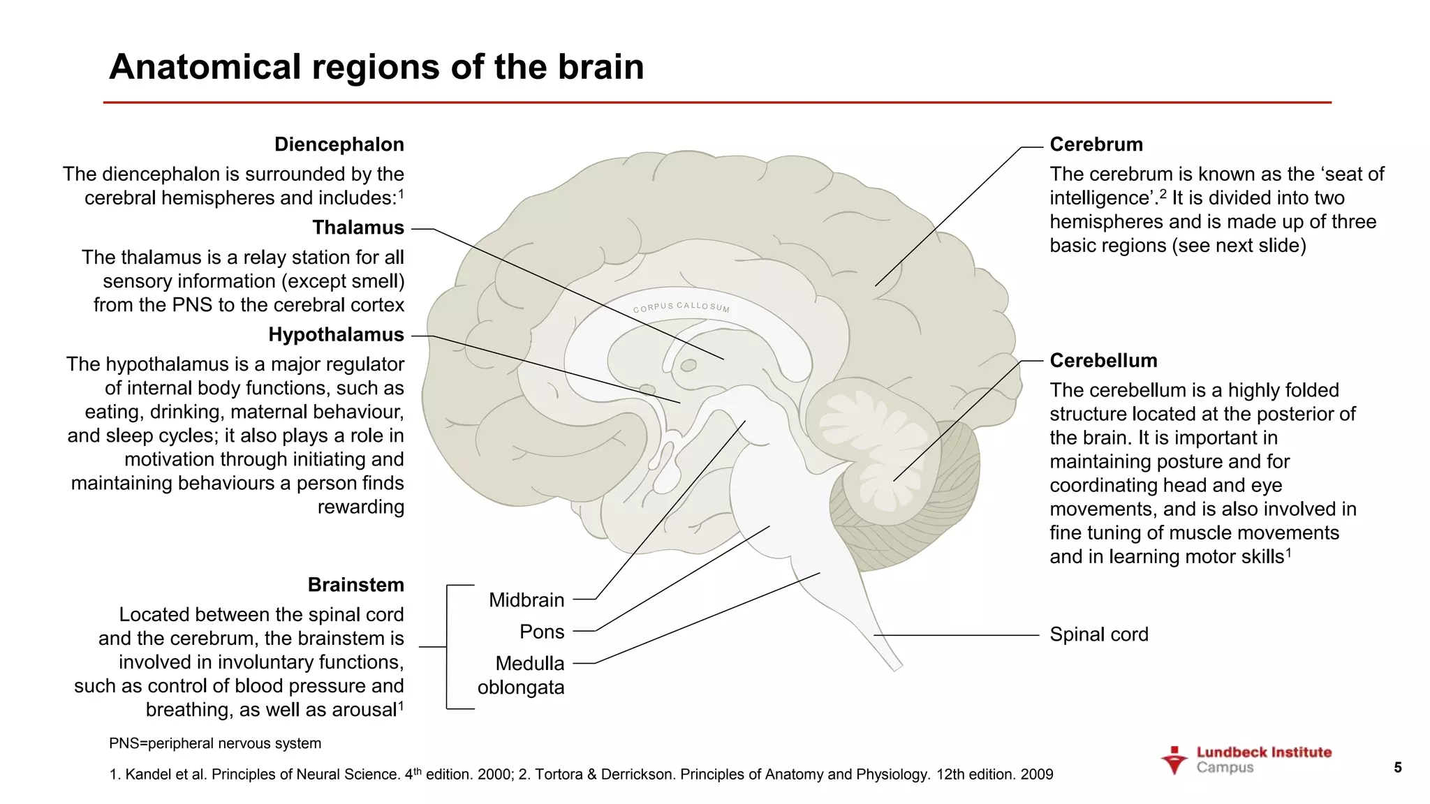 fundamentals_of_neurobiology.pptx