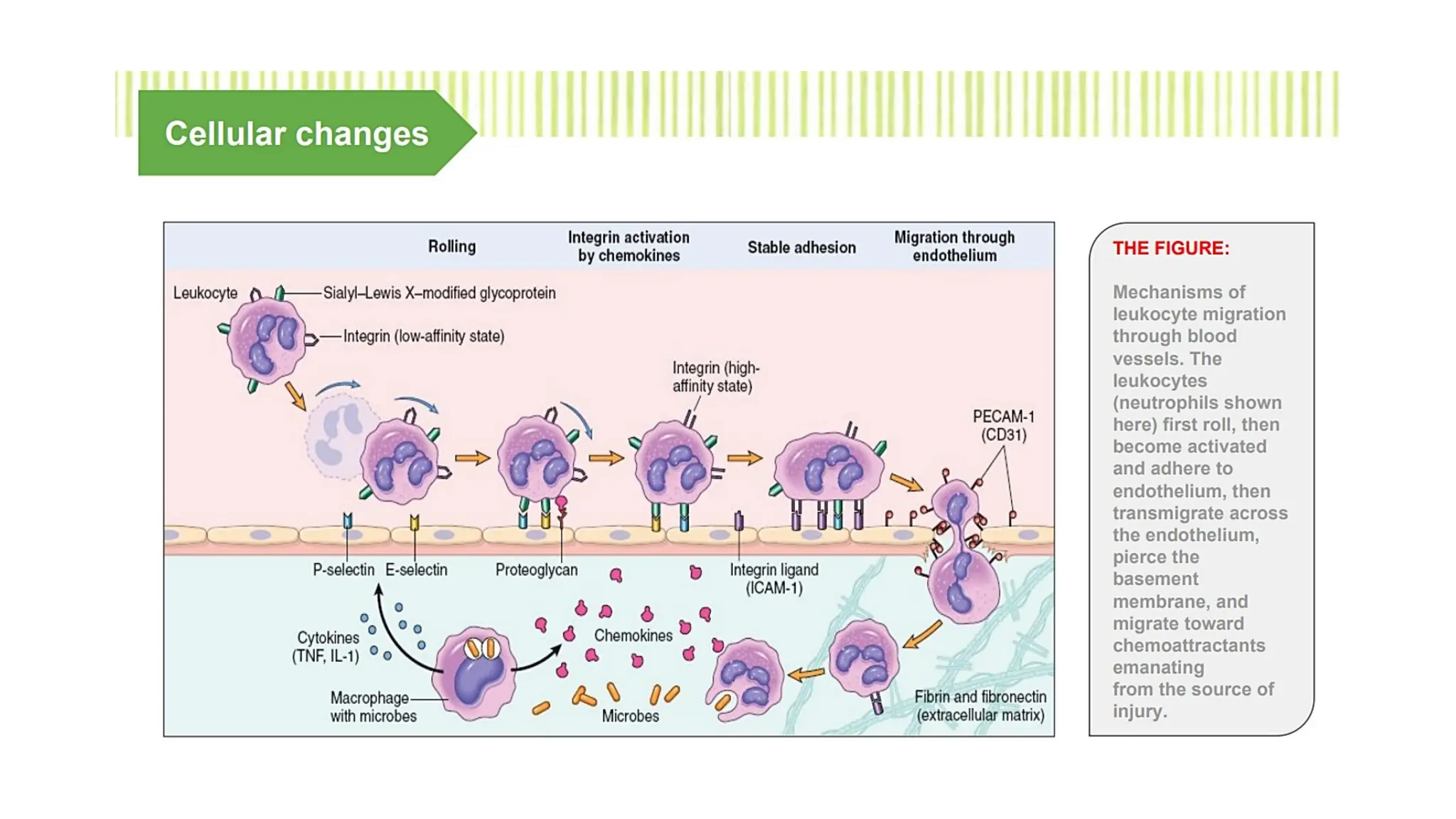 Fundamaentals of Pathology - INFLAMMATION.pptx