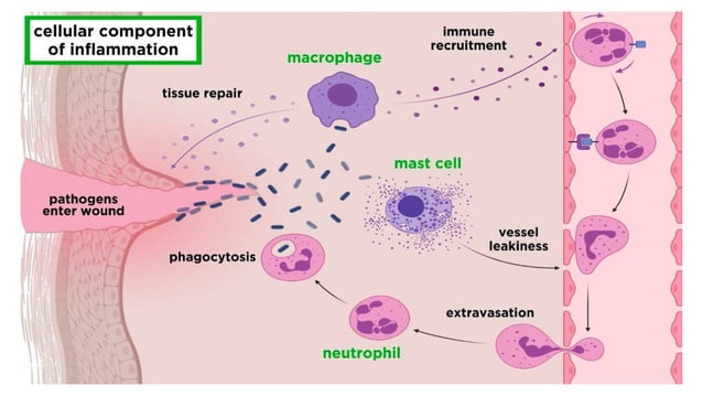 Fundamaentals of Pathology - INFLAMMATION.pptx
