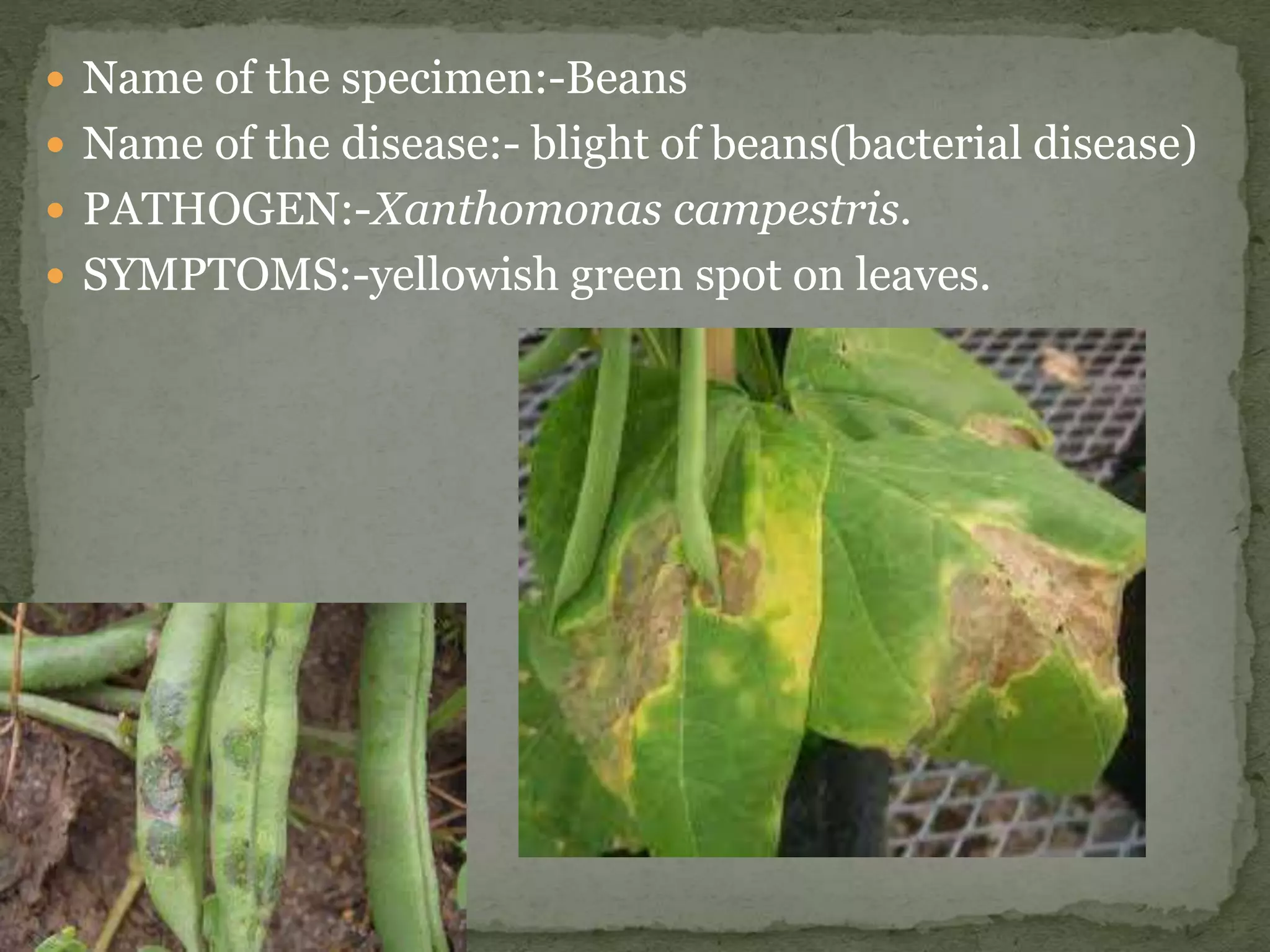 FUNDAMENTALS OF PLANT PATHOLOGY.pptx