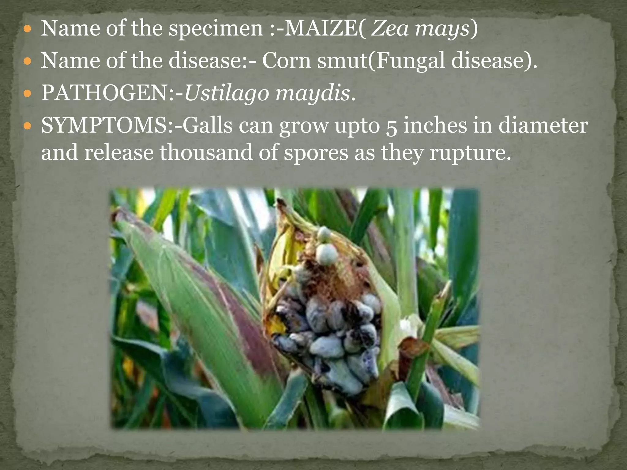 FUNDAMENTALS OF PLANT PATHOLOGY.pptx