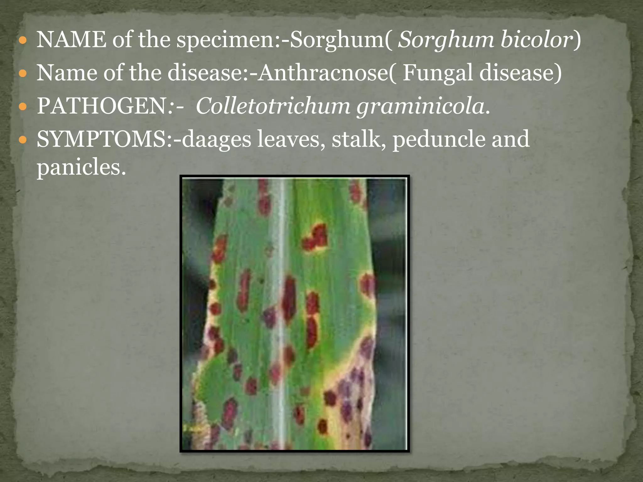 FUNDAMENTALS OF PLANT PATHOLOGY.pptx