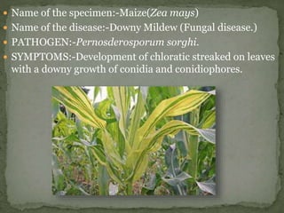 FUNDAMENTALS OF PLANT PATHOLOGY.pptx