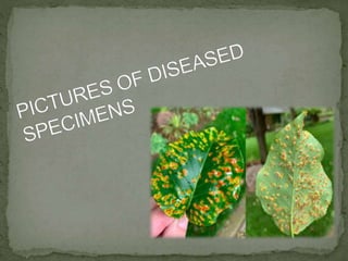 FUNDAMENTALS OF PLANT PATHOLOGY.pptx