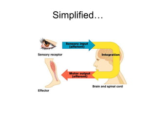 Fundamentals of the nervous system | PPT