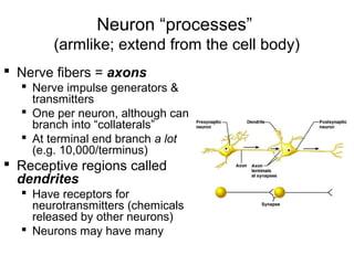 Fundamentals of the nervous system | PPT