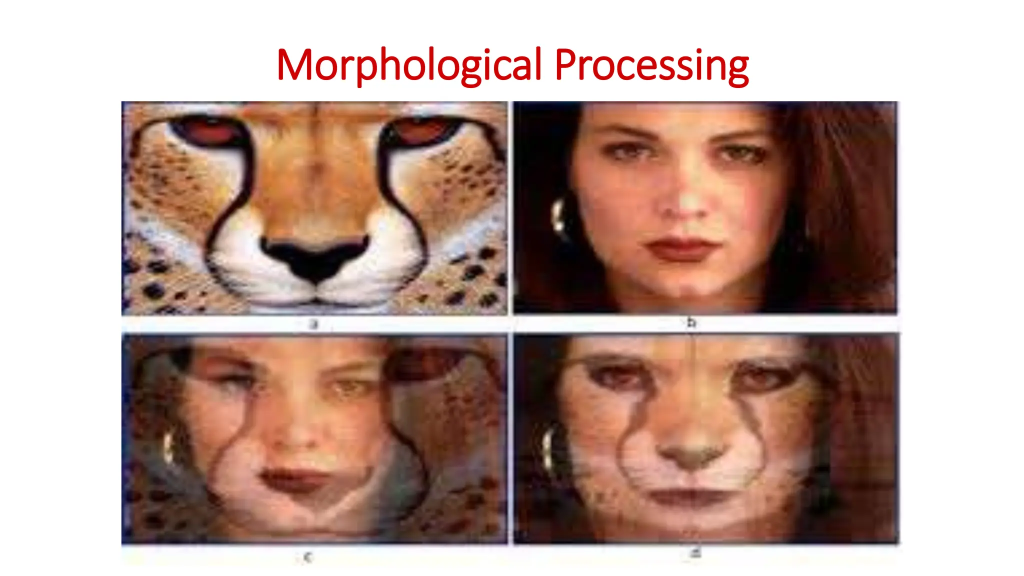 Fundamental Steps in Digital Image Processing.pptx