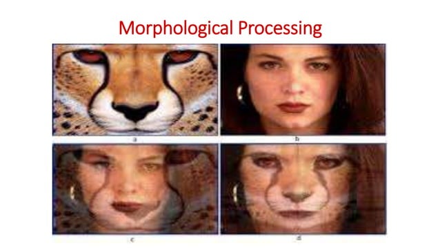 Fundamental Steps in Digital Image Processing.pptx