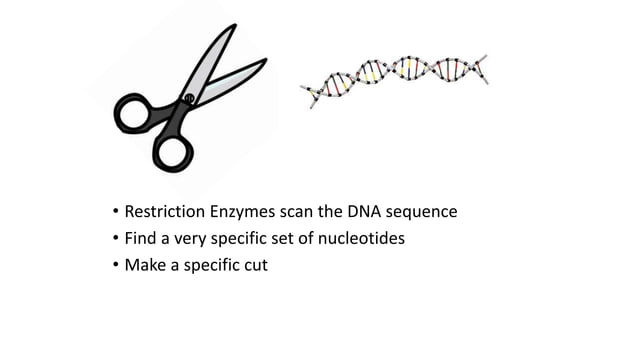 Fundamental techniques of gene manipulation | PPTX | Chemistry | Science