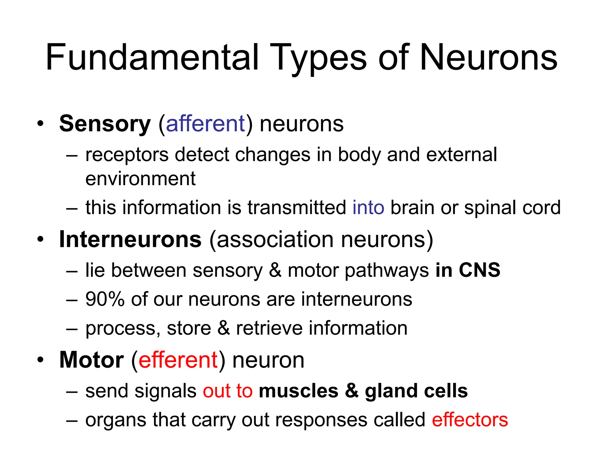 Fundamental Types of Neurons.ppt