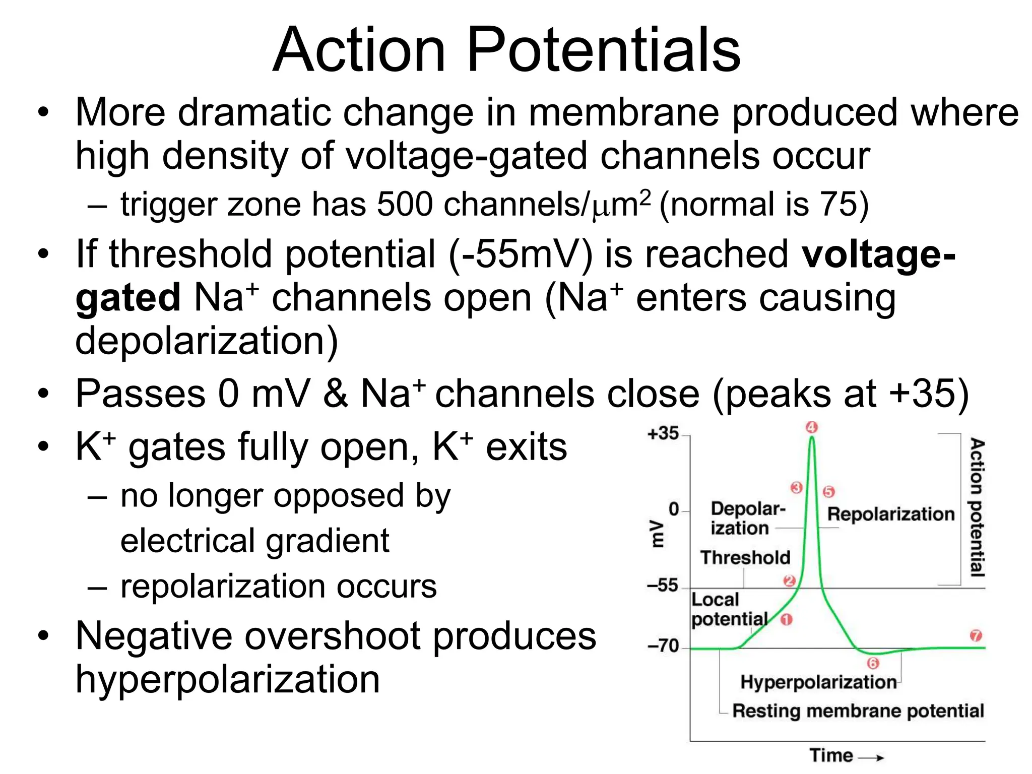 Fundamental Types of Neurons.ppt