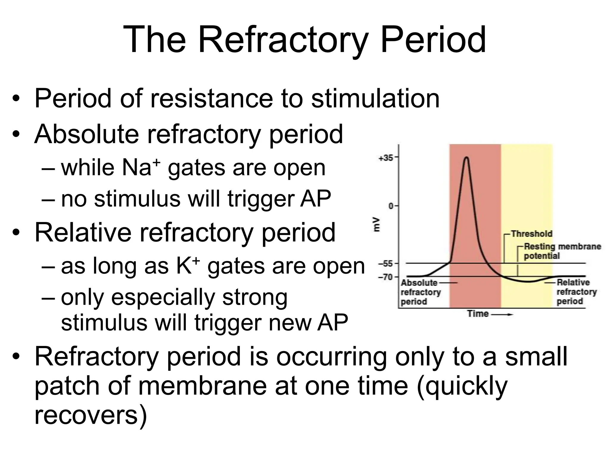 Fundamental Types of Neurons.ppt