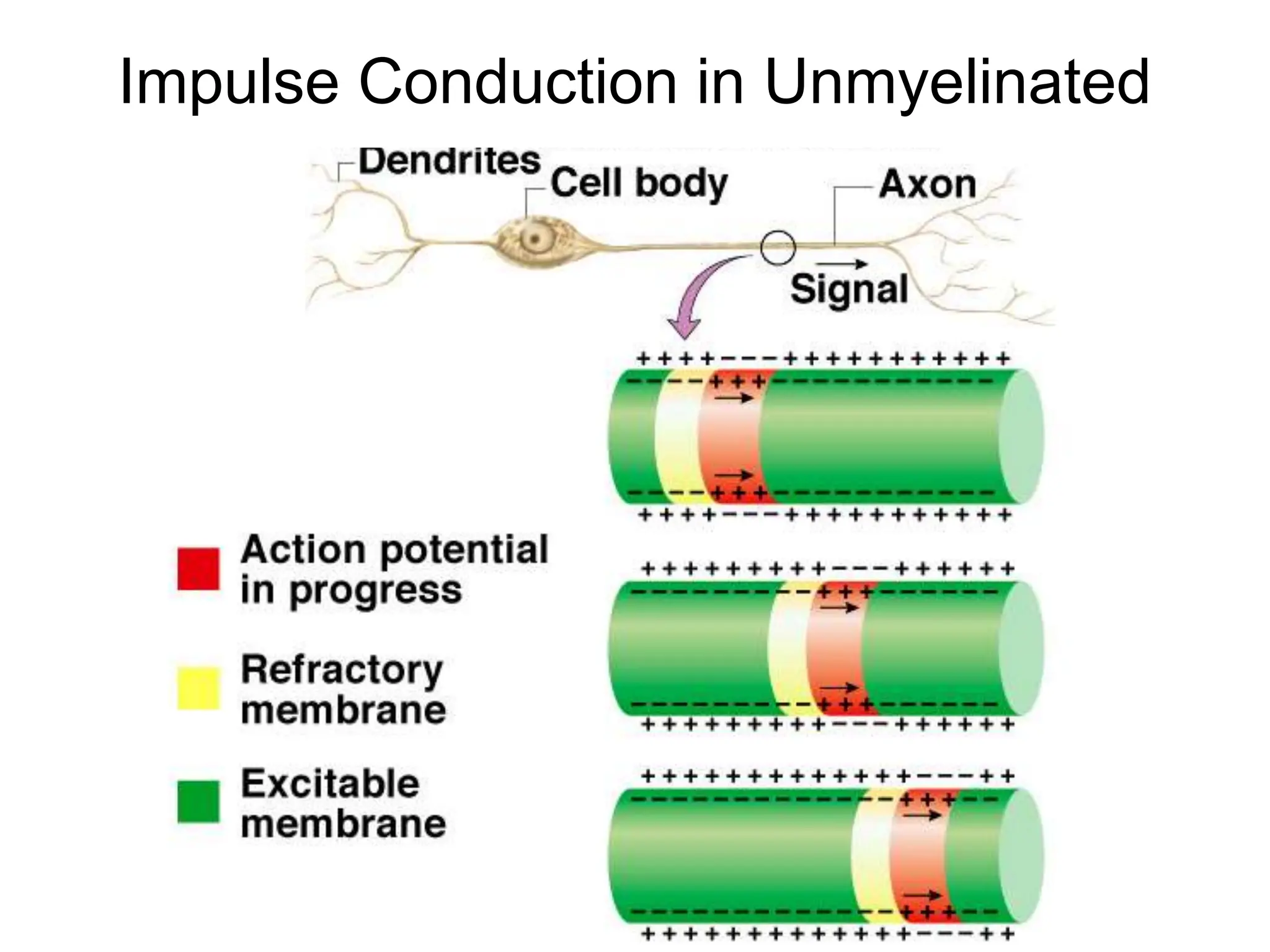 Fundamental Types of Neurons.ppt
