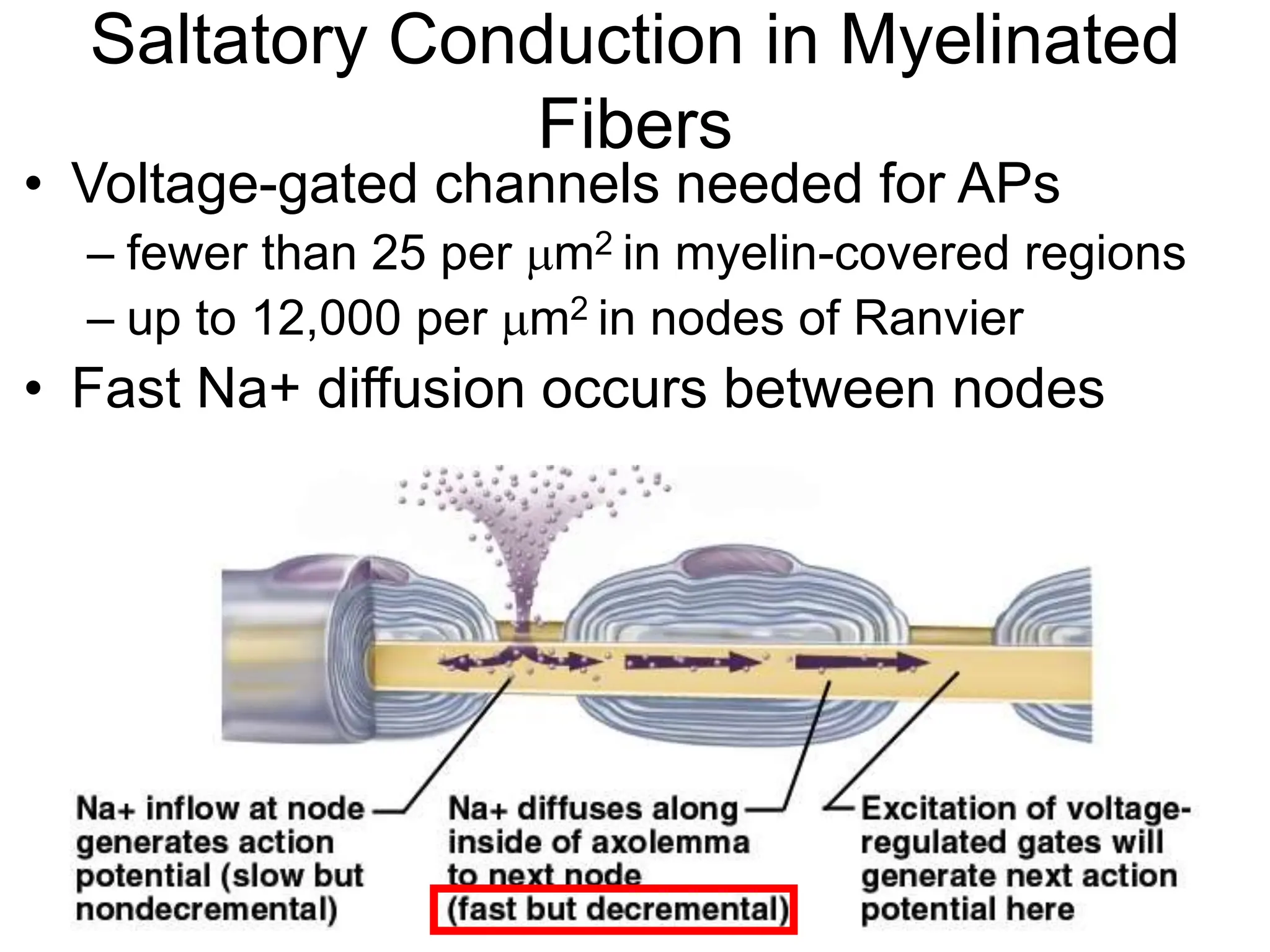 Fundamental Types of Neurons.ppt