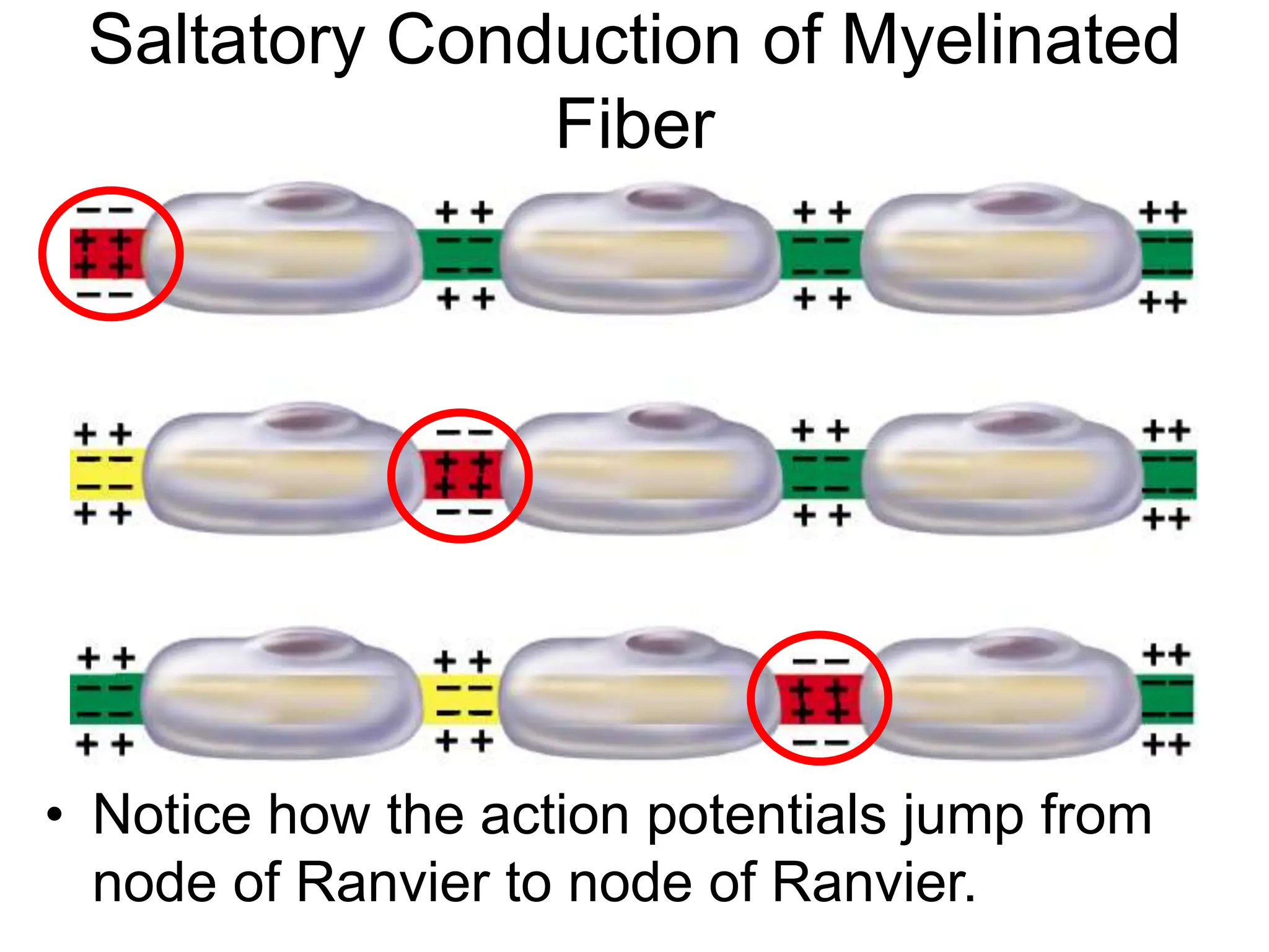 Fundamental Types of Neurons.ppt