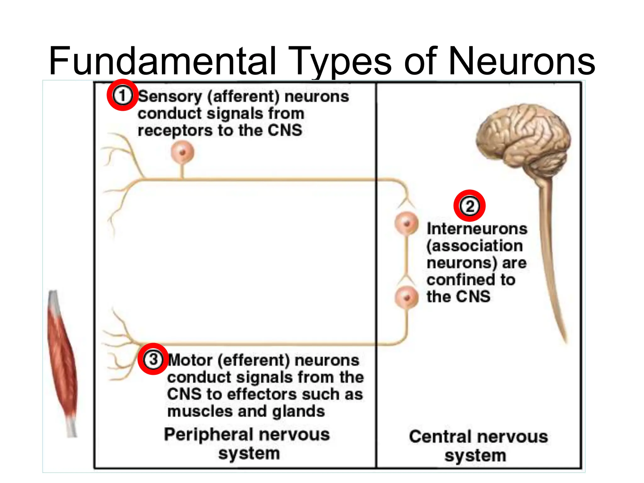 Fundamental Types of Neurons.ppt