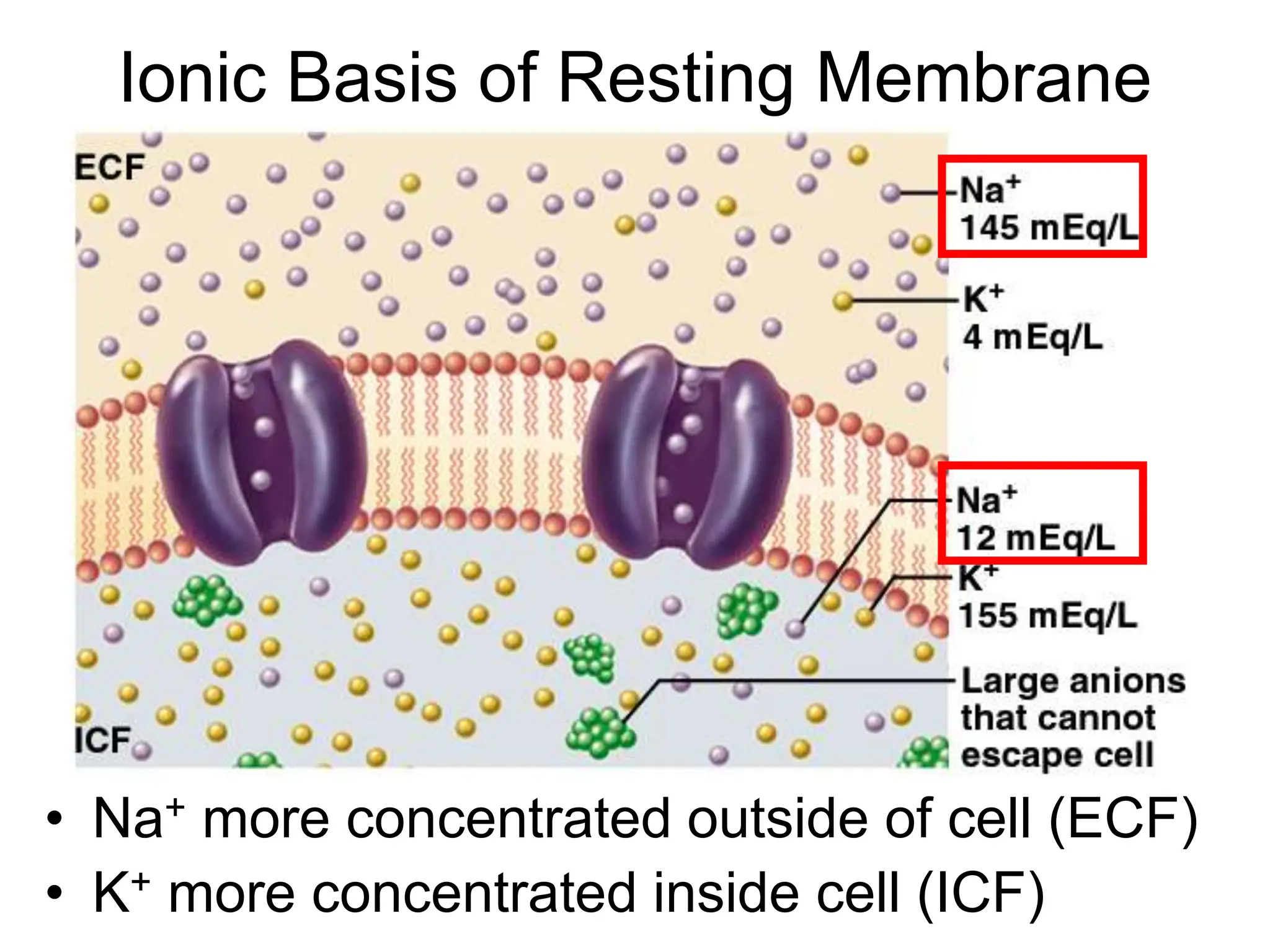 Fundamental Types of Neurons.ppt