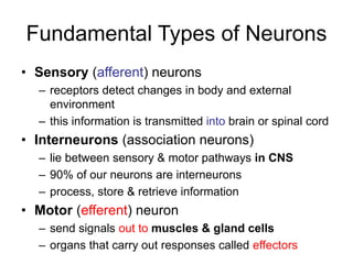 Fundamental Types of Neurons.ppt