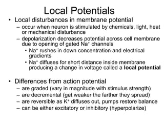 Fundamental Types of Neurons.ppt