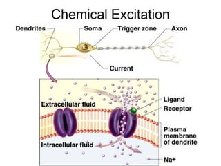 Fundamental Types of Neurons.ppt