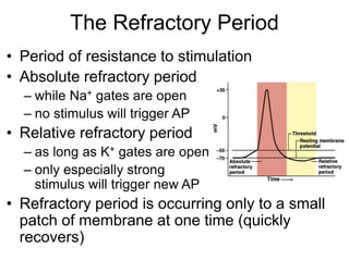 Fundamental Types of Neurons.ppt