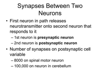 Fundamental Types of Neurons.ppt