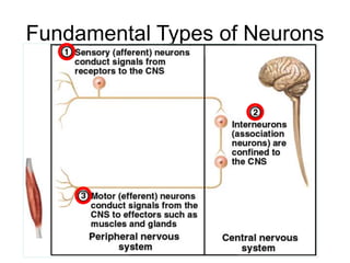 Fundamental Types of Neurons.ppt