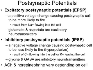 Fundamental Types of Neurons.ppt