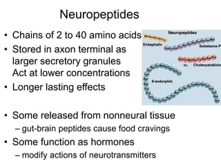 Fundamental Types of Neurons.ppt
