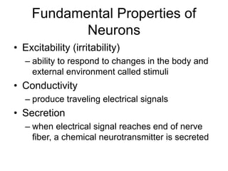 Fundamental Types of Neurons.ppt