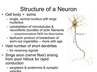 Fundamental Types of Neurons.ppt