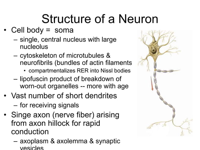 Fundamental Types of Neurons.ppt