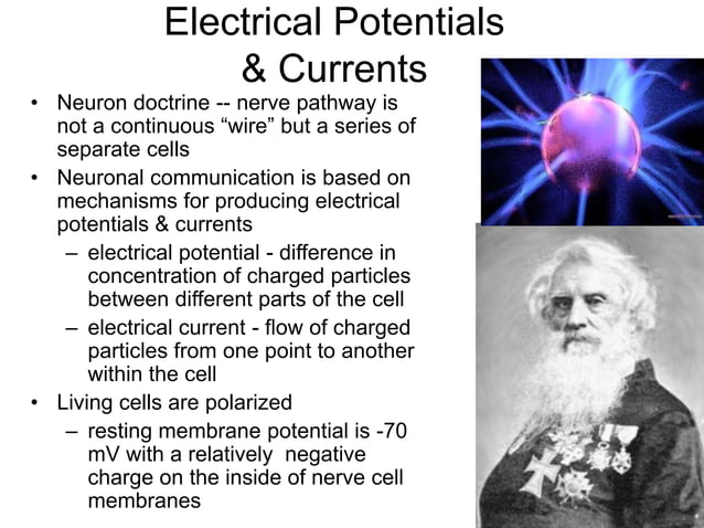 Fundamental Types of Neurons.ppt