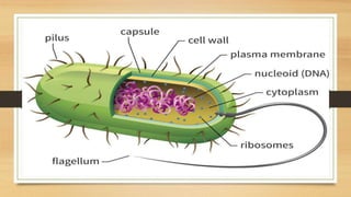 Fundamental unit of life | PPT