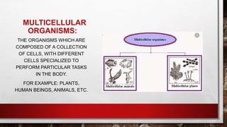Fundamental unit of life | PPTX