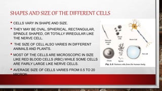Fundamental unit of life | PPTX